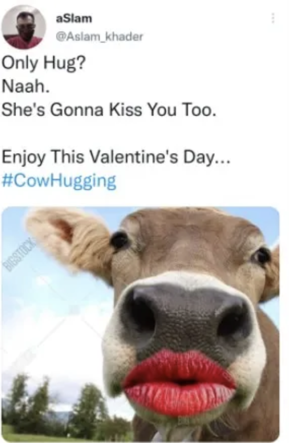 Liberals on a meme fest posting beef images while mocking Cow Hugging ...