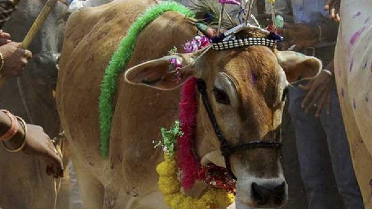 Hyderabad Police warns against cow slaughter on Bakrid - Oneindia News