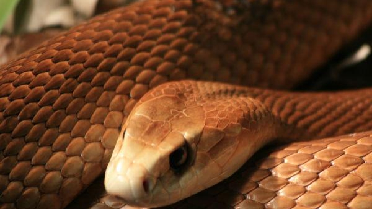 Snakes' ancestors had four legs - Oneindia News