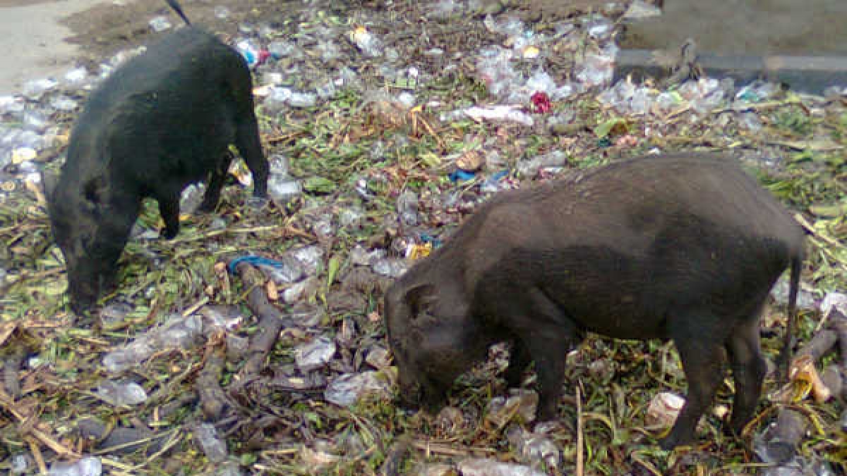 Pigs at Mizoram village suffering from Greasy Pig Disease - Oneindia News