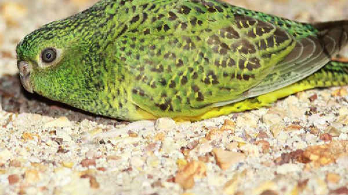 Endangered Australian night parrot spotted after 100 years - Oneindia News