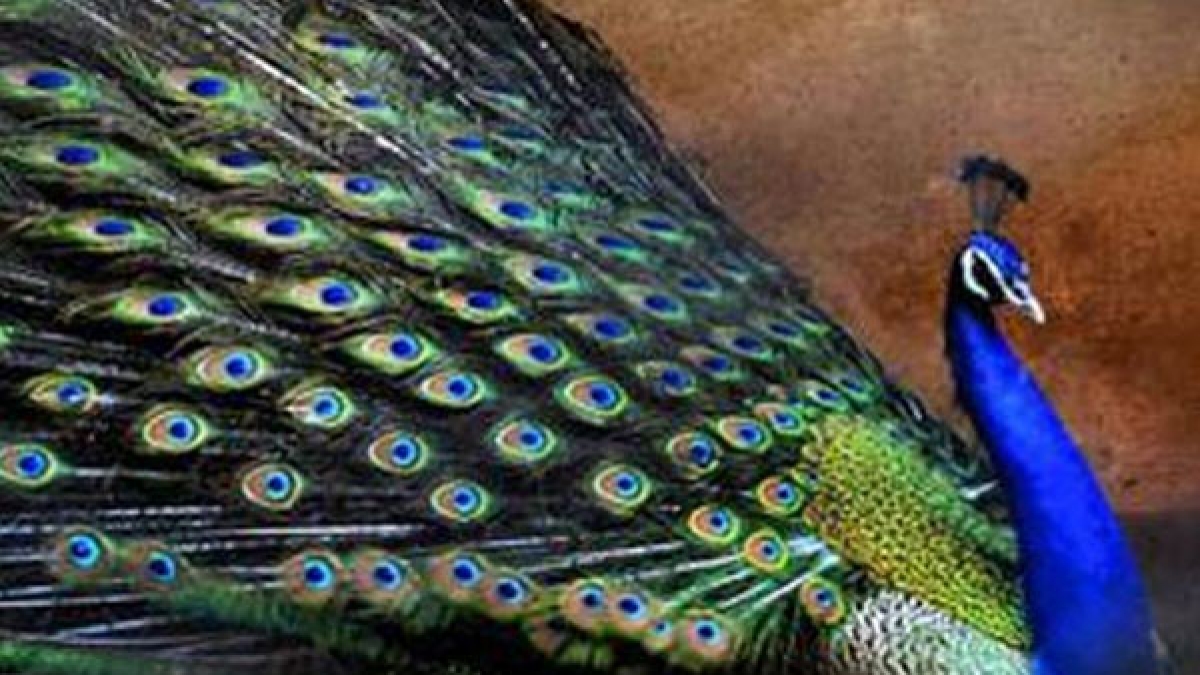Mathura: 13 peacocks found dead in Vrindavan - Oneindia News