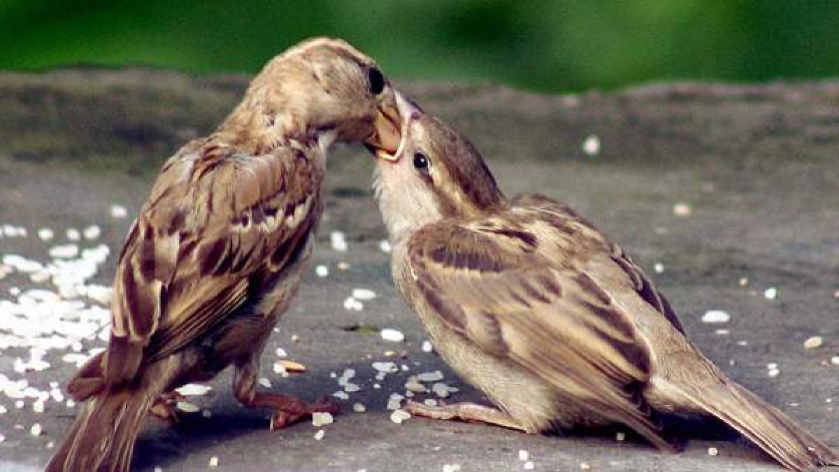 World Sparrow Day: Little-known facts about Sparrows that will surprise ...