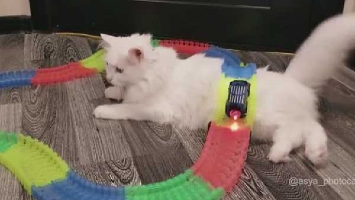 Cat gets run over by a car; yet it is cool and unmoved - Oneindia News