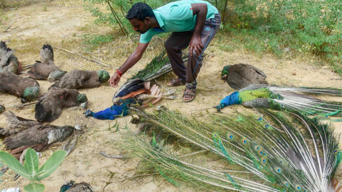 Mystery: 47 peacocks found dead near Madurai - Oneindia News