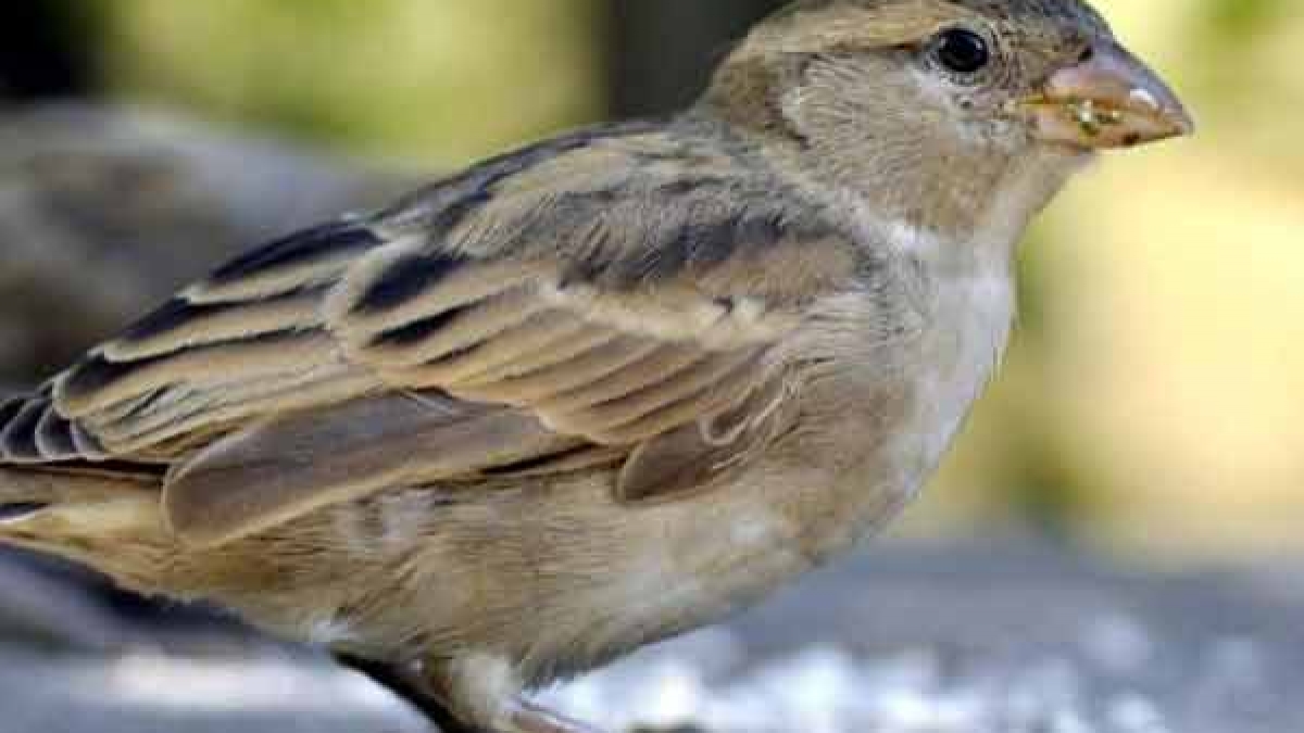 #WorldSparrowDay: Mobile tower radiation causing extensive damage to ...
