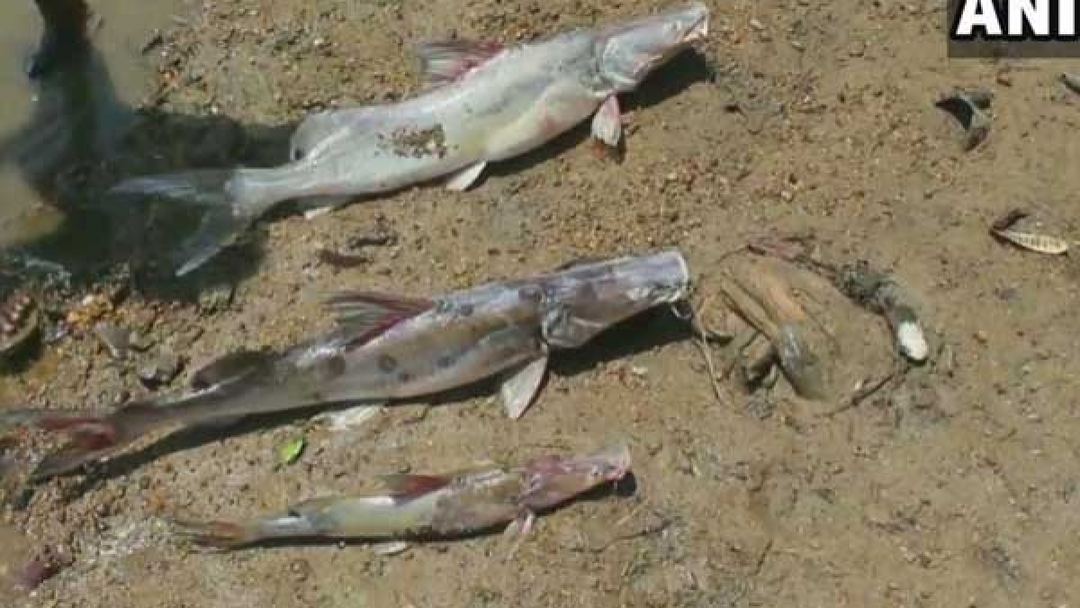 Karnataka: Fishes found dead on banks of Tunga River - Oneindia News