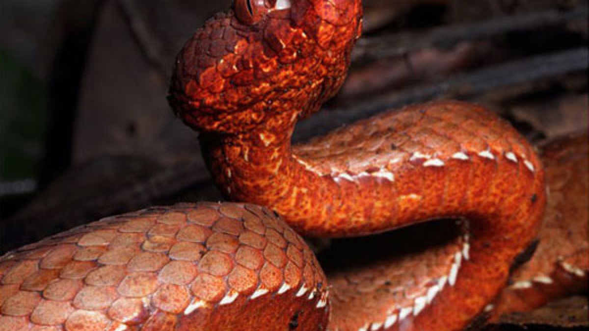 Meet the new species of pit viper found in Arunachal Pradesh - Oneindia ...