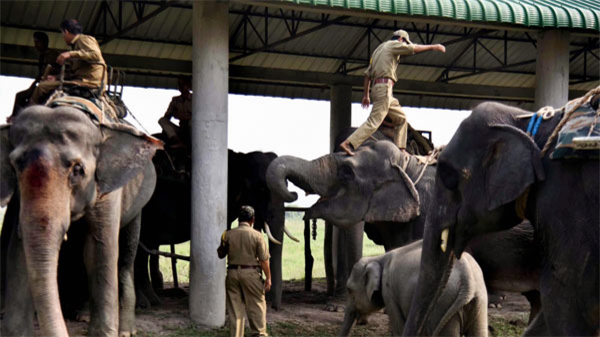 Assam elephants to endure a 70-hour journey for Jagannath Yatra ...
