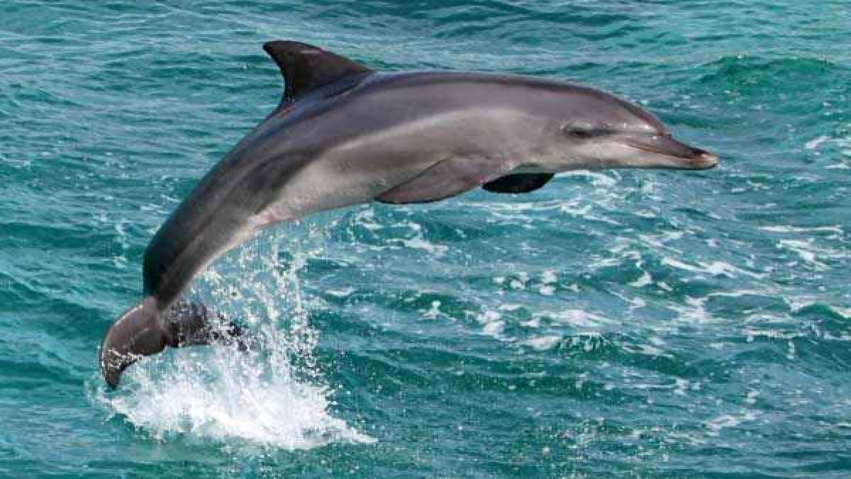 Patna to get India’s first Dolphin Research Centre in October ...