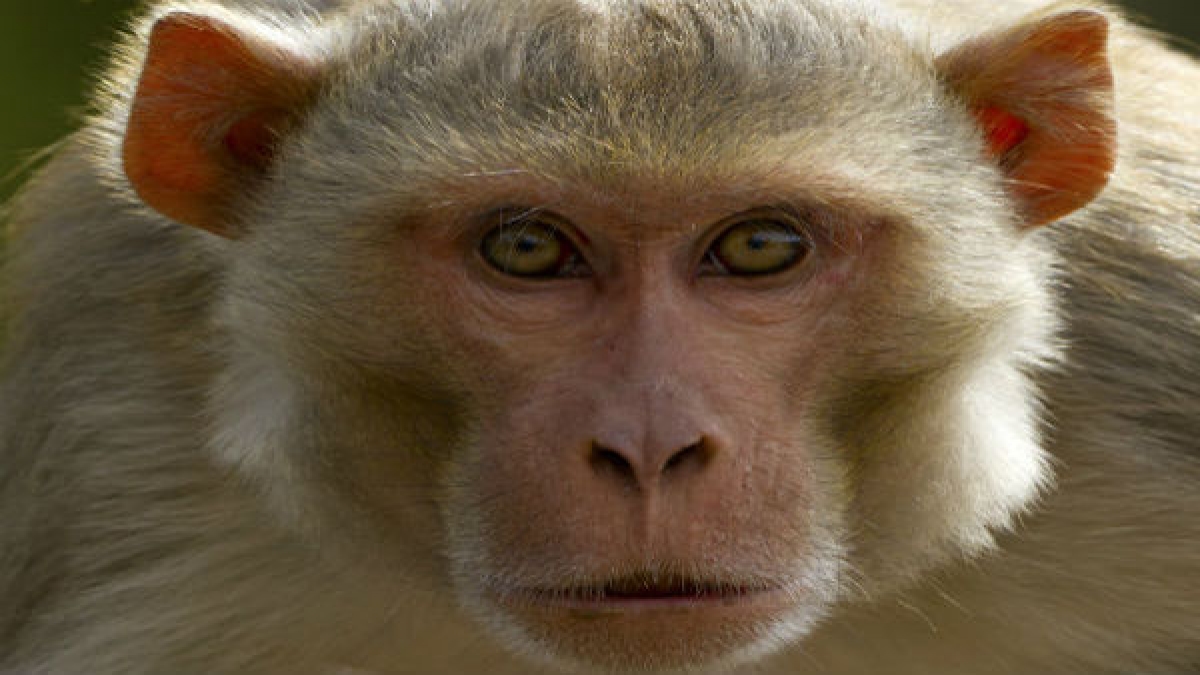Dawn of Extinction: Monkeys, lemurs and apes at risk from climate ...