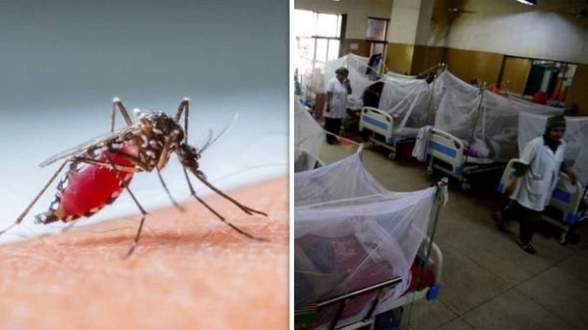 Dengue Cases in Delhi, NCR | Vector-borne disease on Rise | How Dengue ...