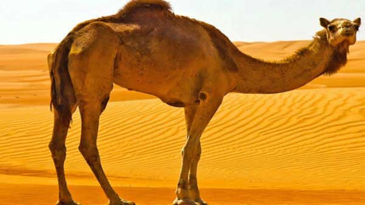 Jersey woman sues TripAdvisor after falling off runaway pregnant camel ...
