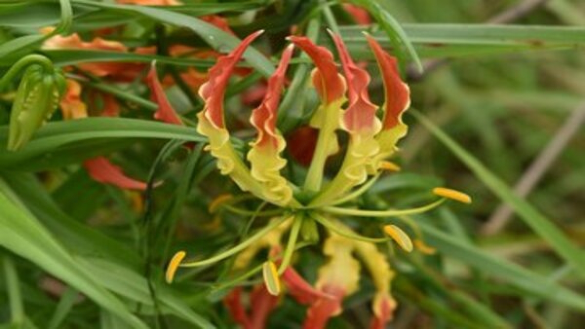 World Environment Day 2021: Uttarakhand govt releases list of 73 rare ...