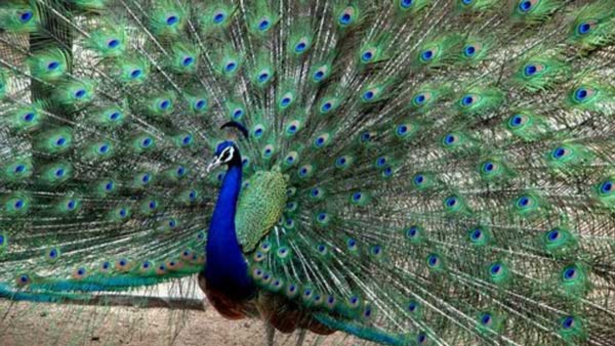 Indian Peacock Flying