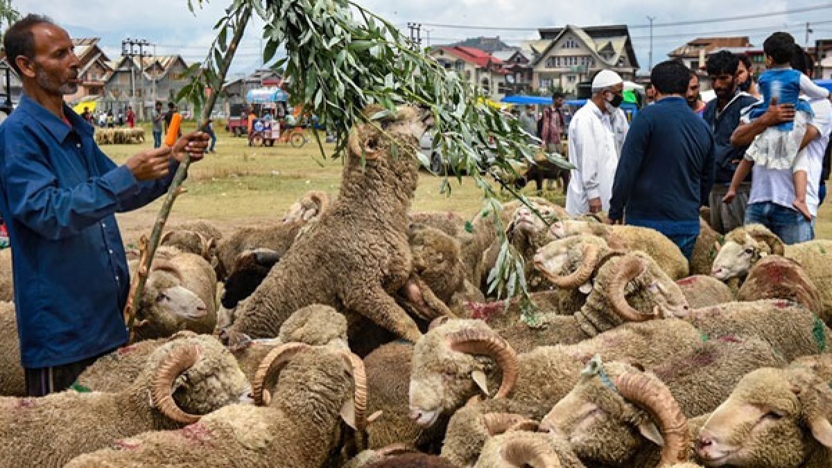 Bakri Eid 2021: Amid outbreak, sacrificial goats get expensive, prices ...