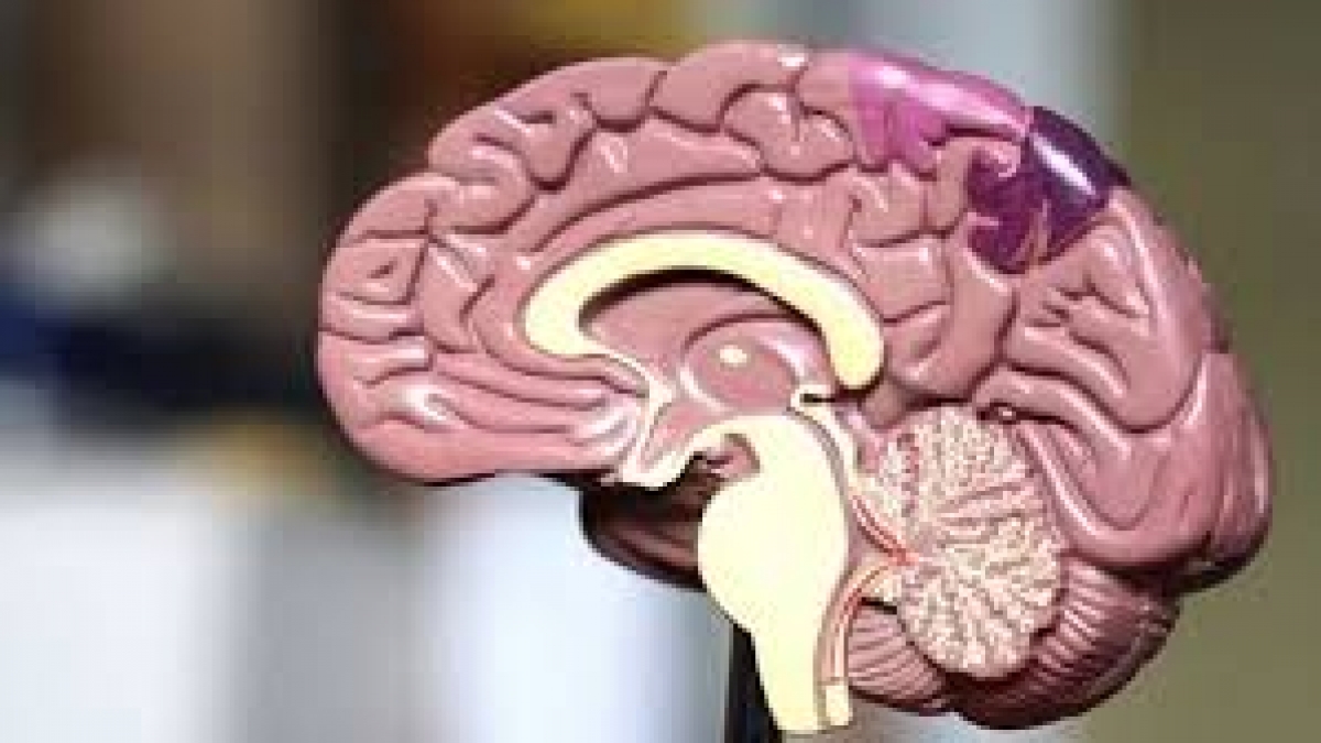What is daydreaming? Scientists identify parts of the brain show sleep ...