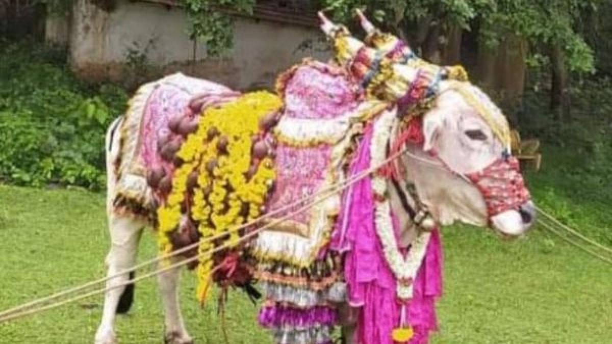 Happy Bail Pola 2021: How Is It Celebrated? Significance, Wishes ...