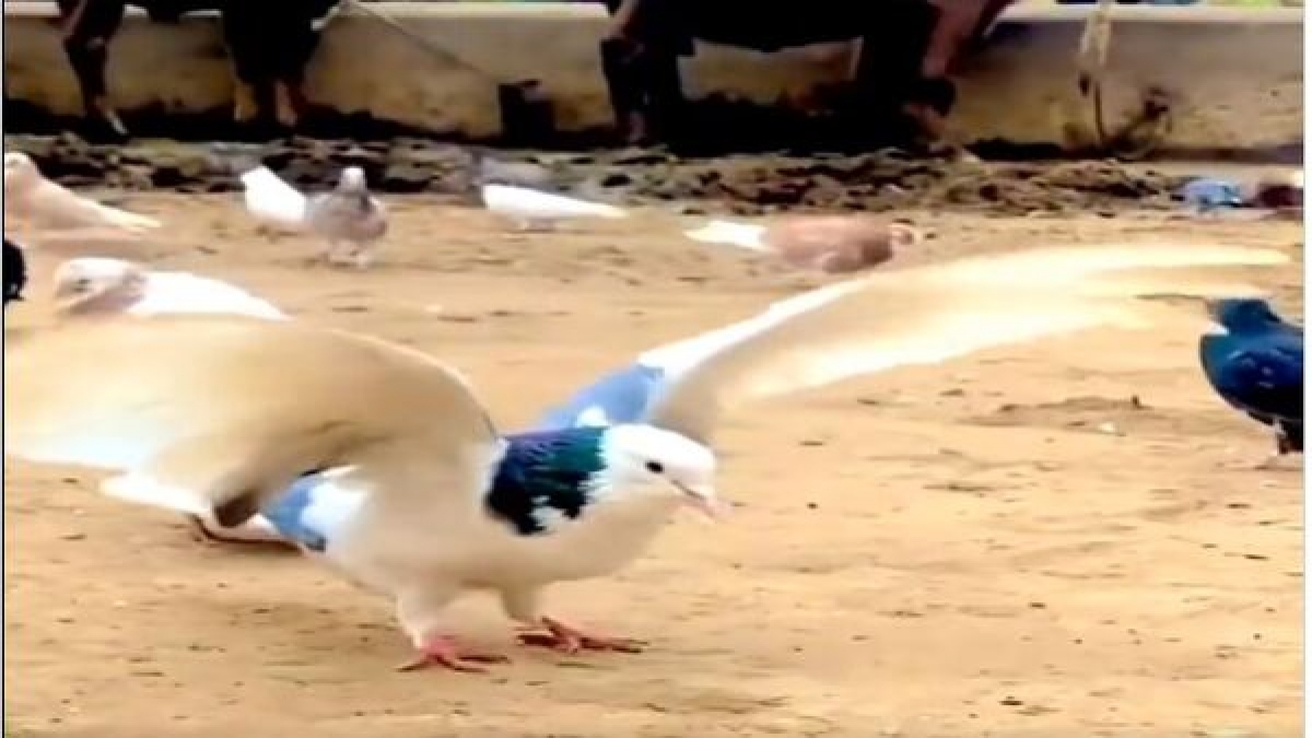 Watch: Viral video of bird backflip is too cute to miss - Oneindia News