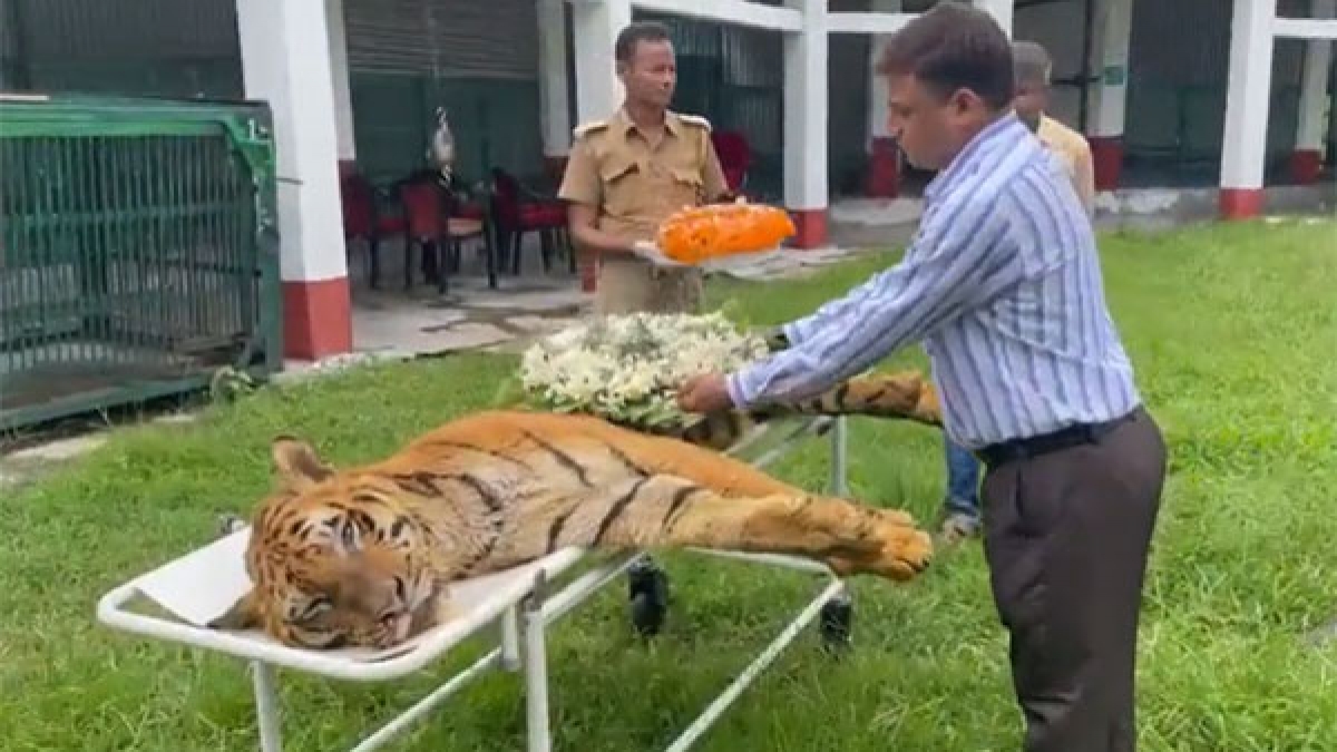 Raja, one of the oldest tigers in India, dies at 25 - Oneindia News