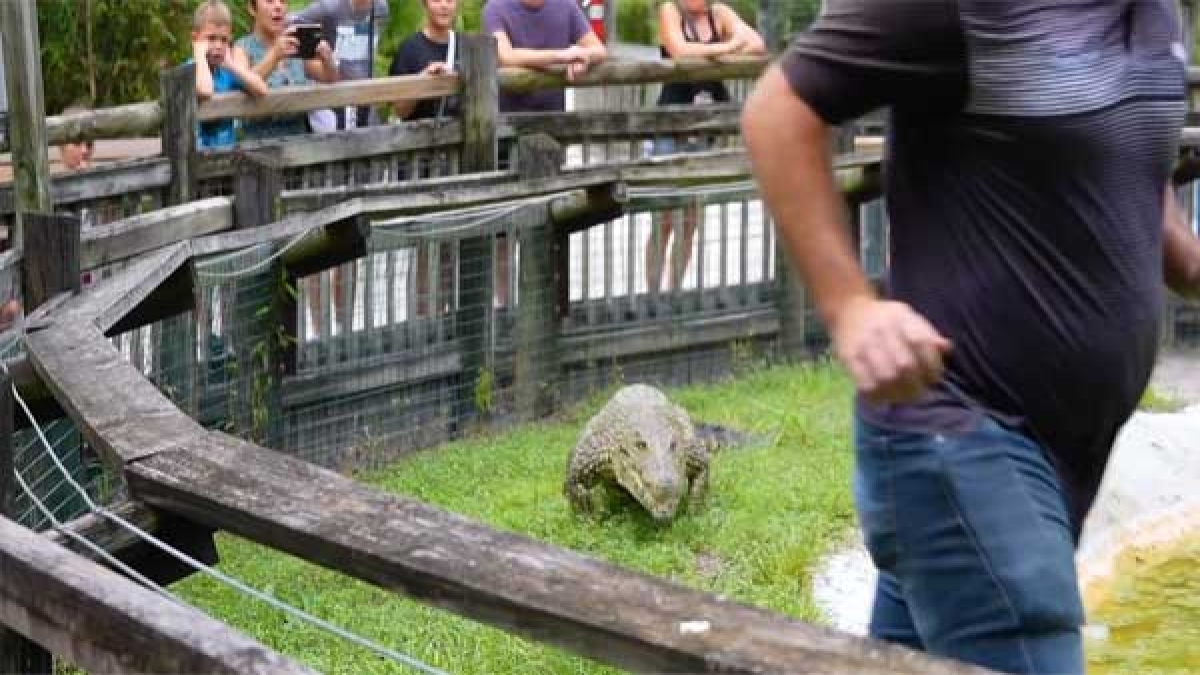 Video of crocodile galloping towards man in Florida Park enclosure goes ...