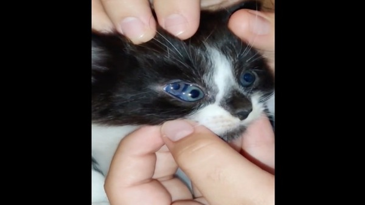 'He is the chosen one': Video of three-eyed kitten goes viral ...