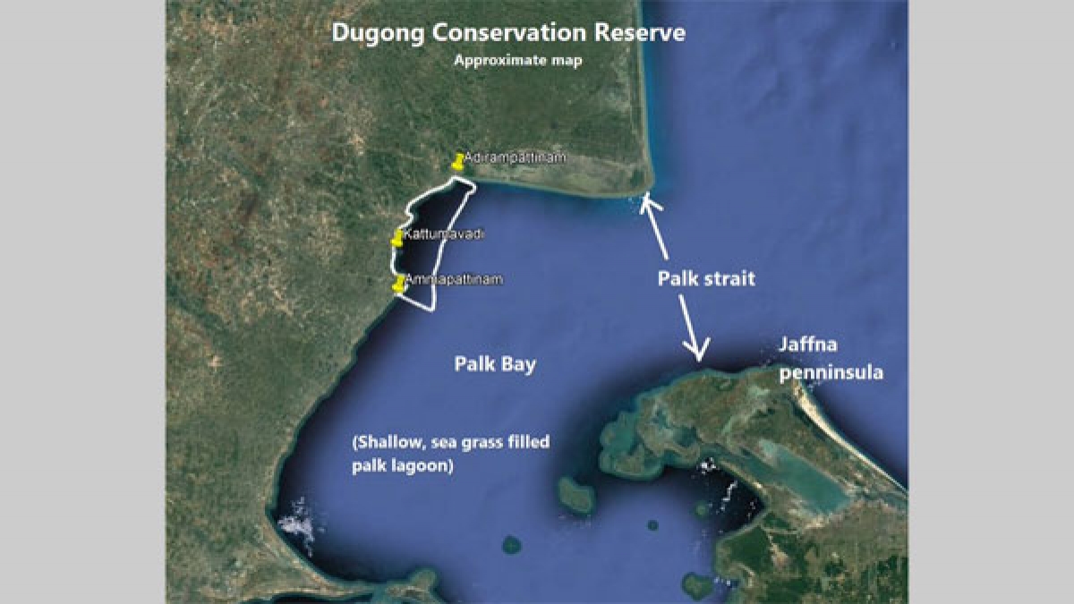 Tamil Nadu Gets India's first Dugong Conservation Reserve! - Oneindia News