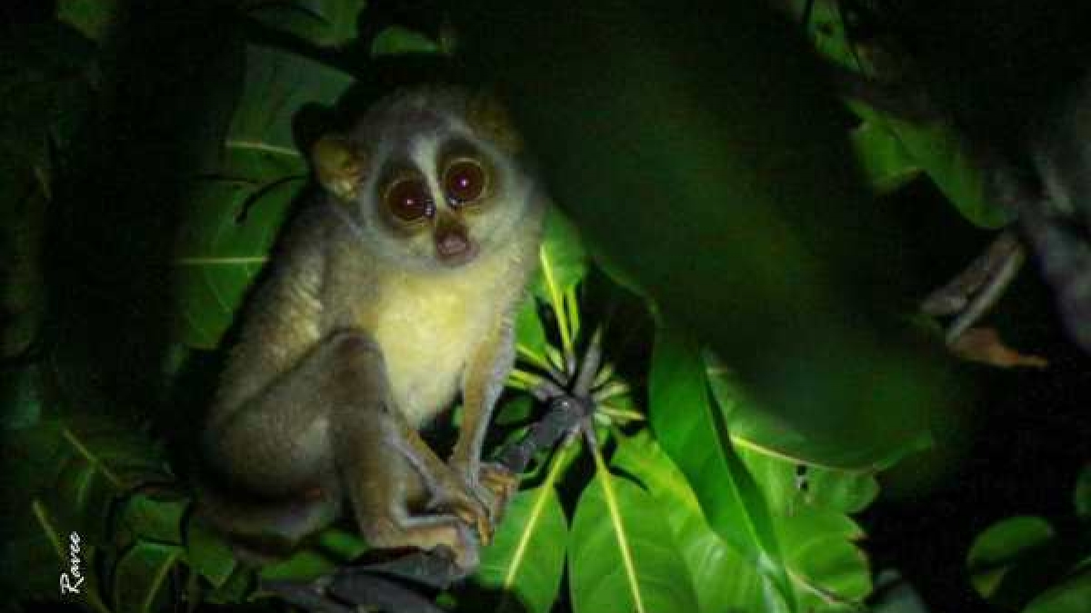 MK Stalin announces First sanctuary for Slender Loris race in Tamil Nadu! - Oneindia News
