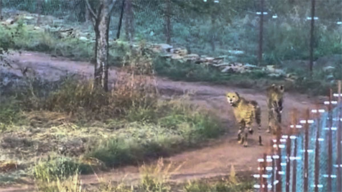 Cheetahs in Kuno National Park adapting well - Oneindia News