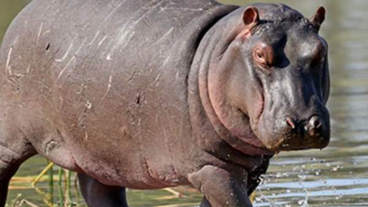 Drug lord Pablo Escobar's 'cocaine hippos' to be sent to India ...