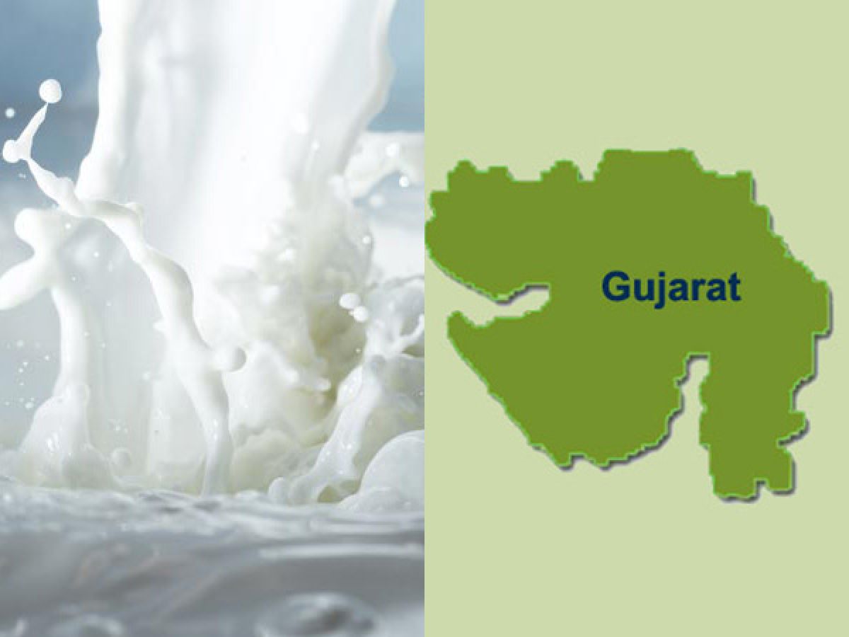 Baroda Dairy's daily milk procurement crosses 5 lakh litres - Oneindia News