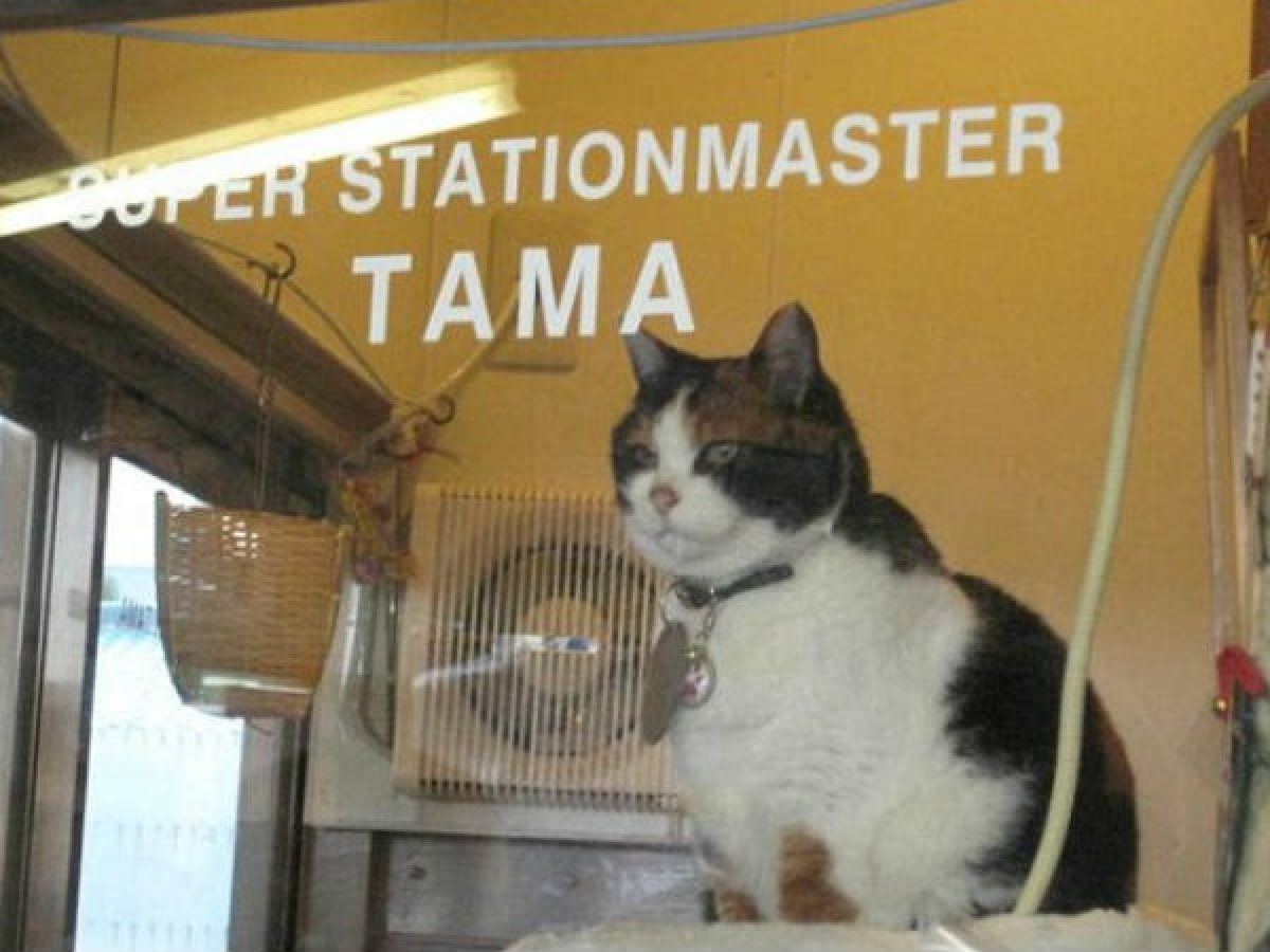 Japanese station master 'Tama', the cat, dies - Oneindia News