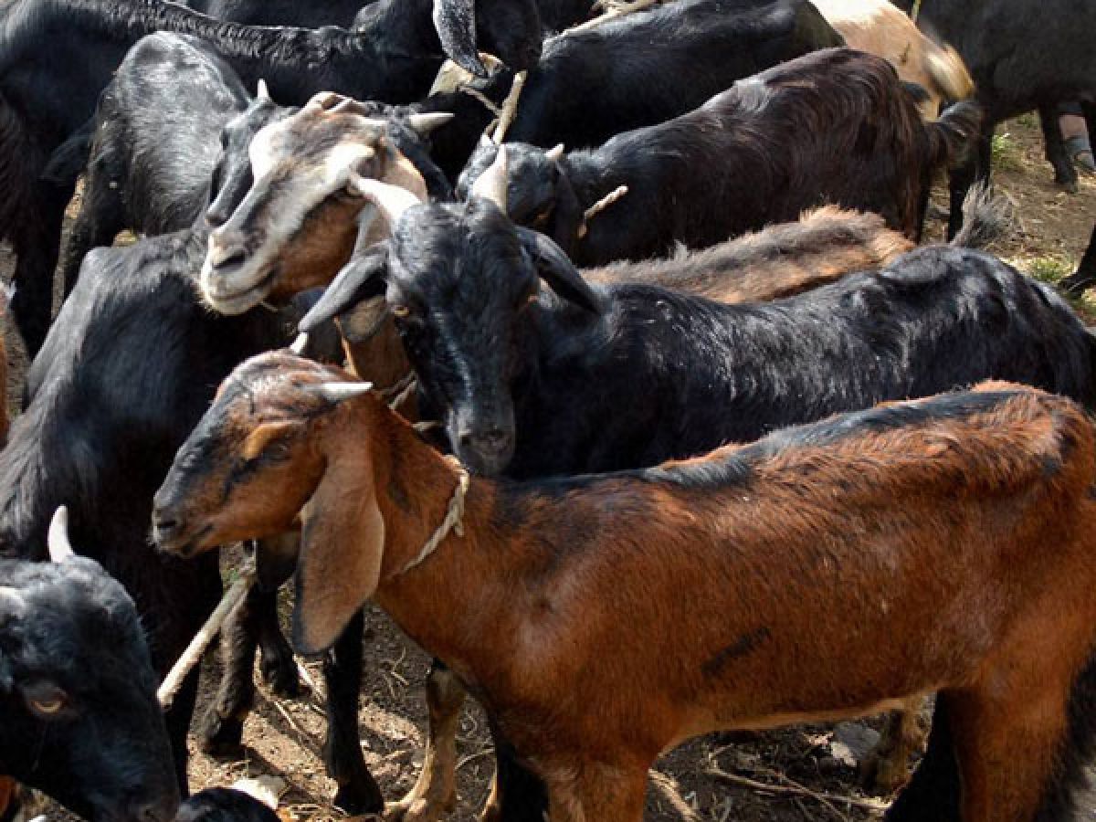 Bizarre: A goat, a repeat offender, arrested; faces 7-year imprisonment ...