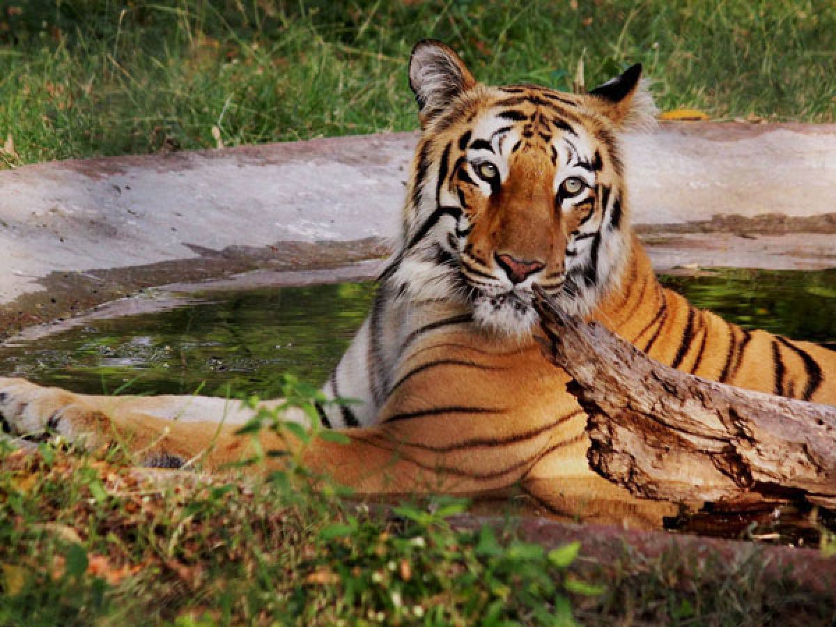 Machli- the Tigress matriarch of Ranthambore turns 20 - Oneindia News