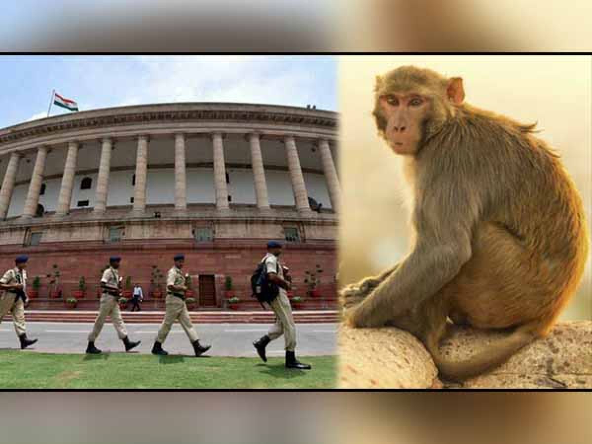 When a monkey spent 30 minutes in Parliament - Oneindia News