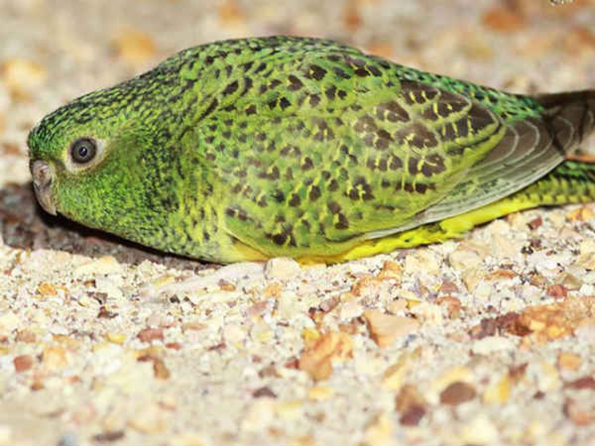 Endangered Australian night parrot spotted after 100 years - Oneindia News