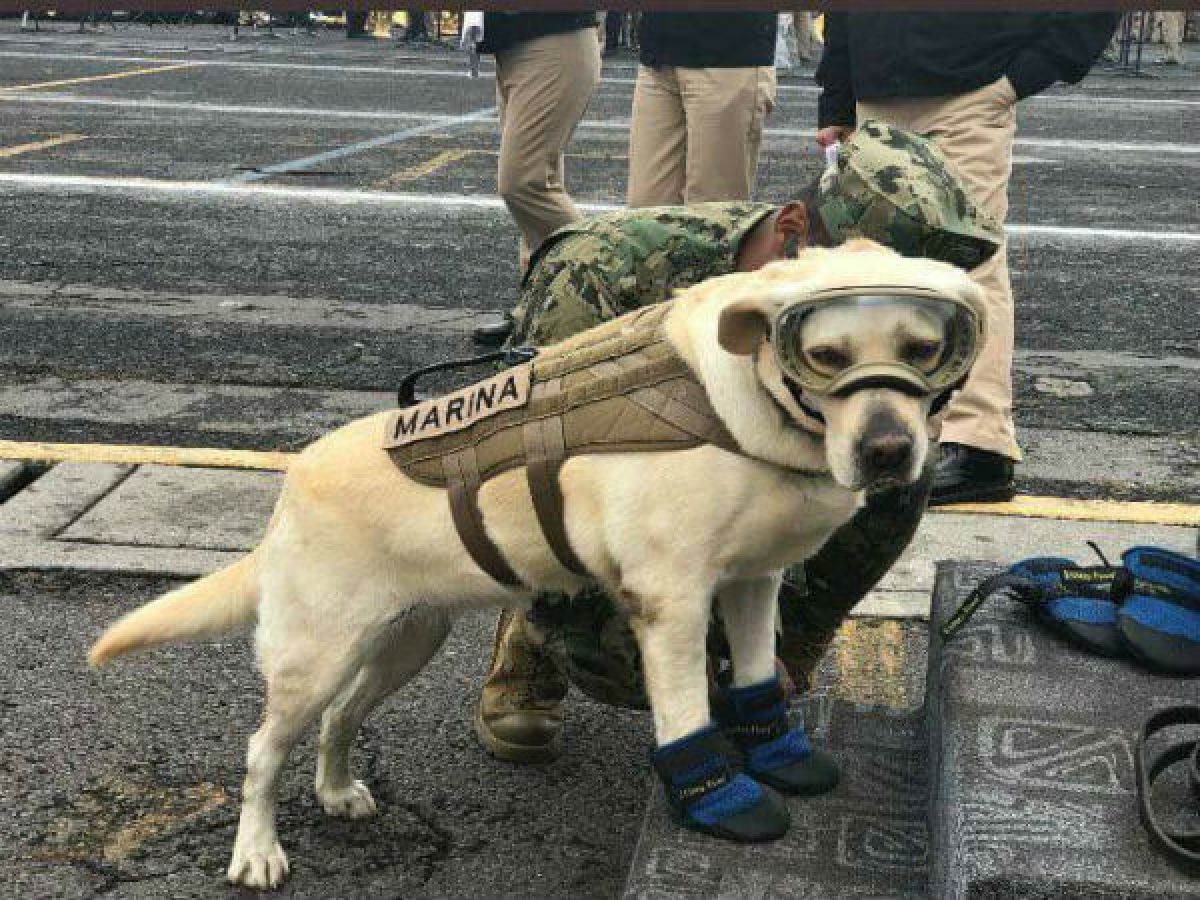 Meet Frida, the dog who has saved dozens of lives after Mexico ...