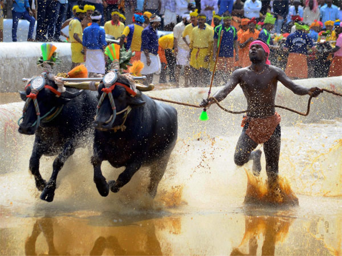 Supreme Court refuses interim stay on 'Kambala' race in Karnataka ...