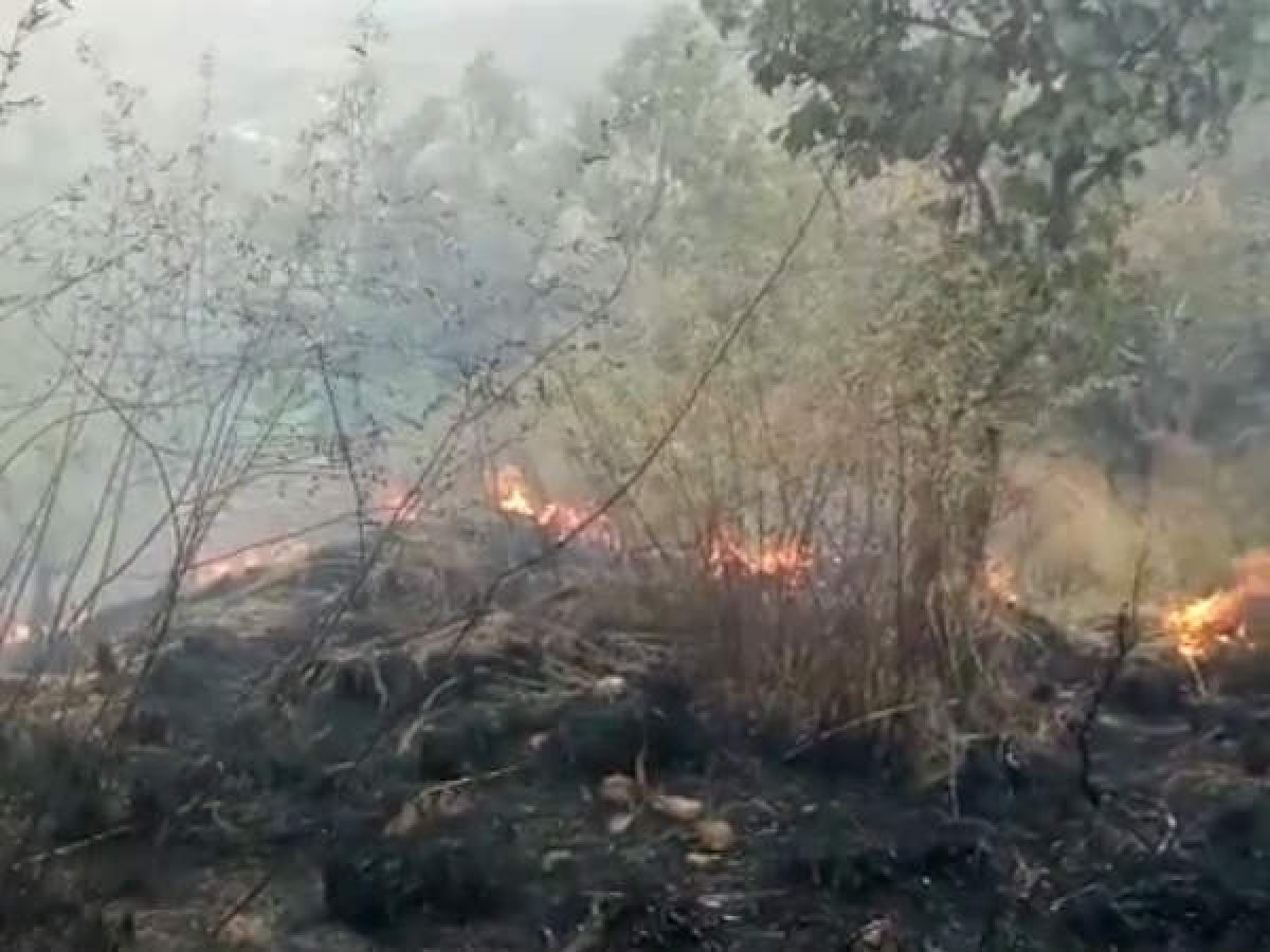 Massive forest fire breaks out in Tamil Nadu, 20 students trapped ...