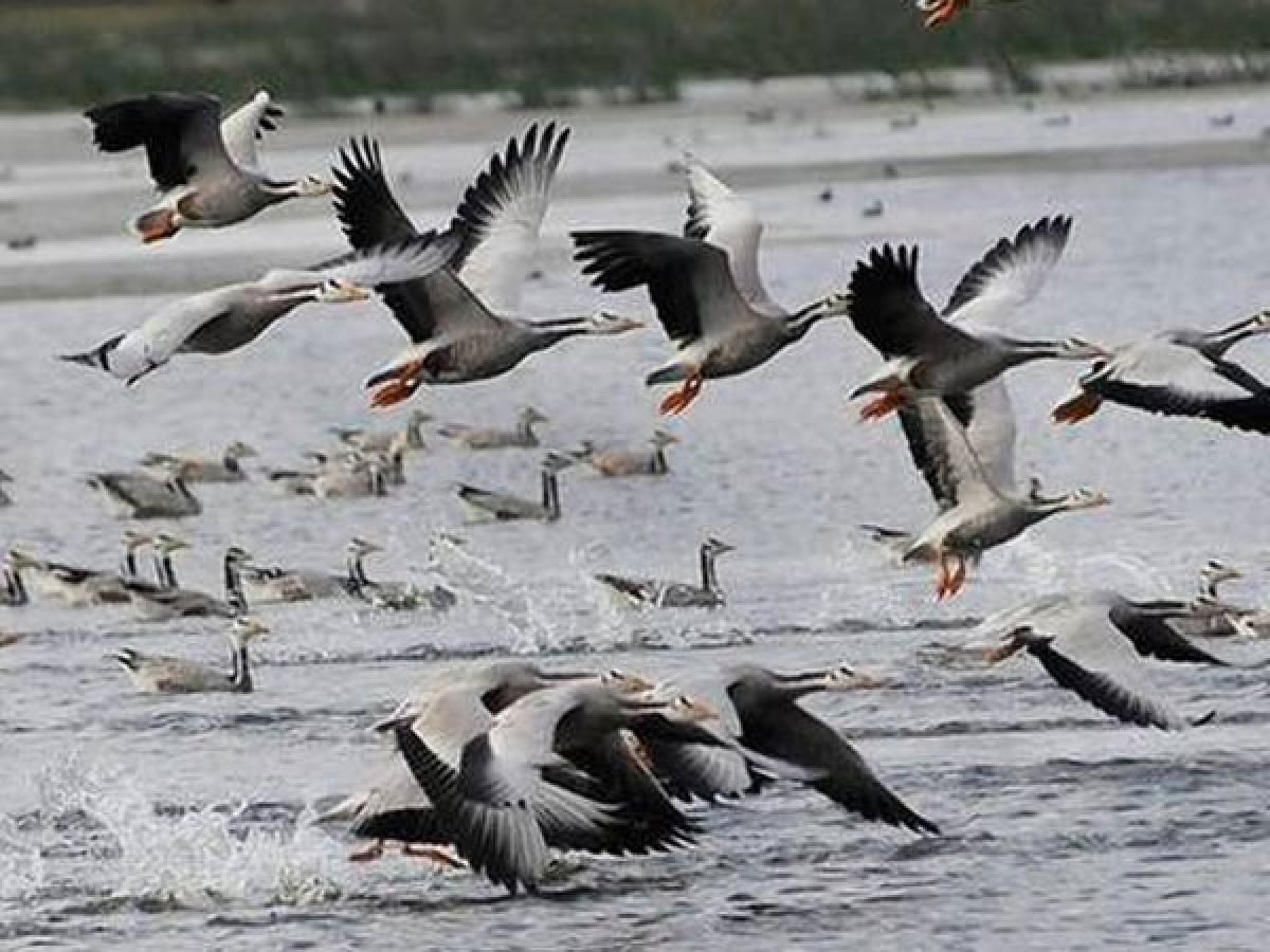 Odisha: Residential water birds arrive for nesting - Oneindia News