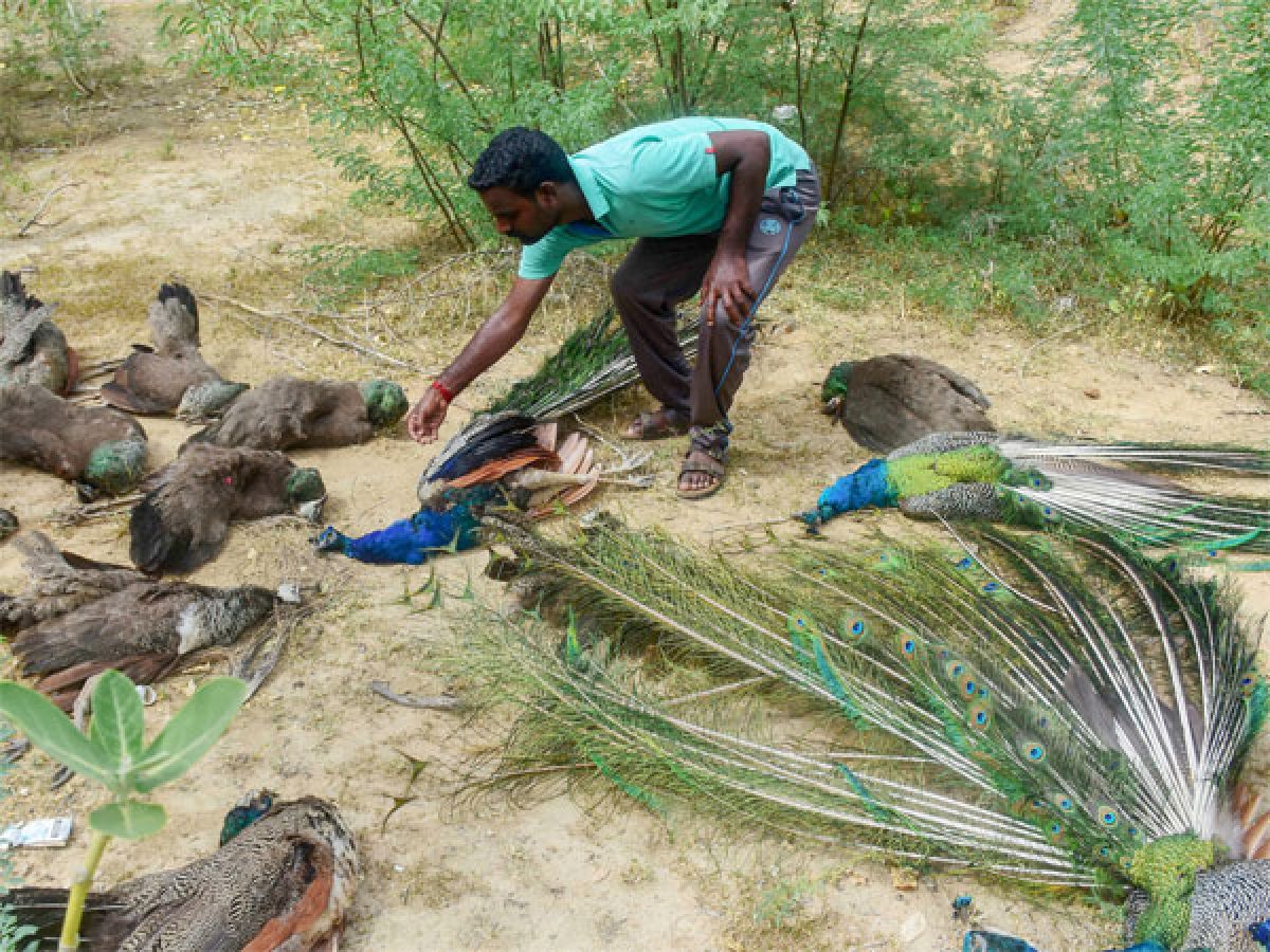 Mystery: 47 peacocks found dead near Madurai - Oneindia News