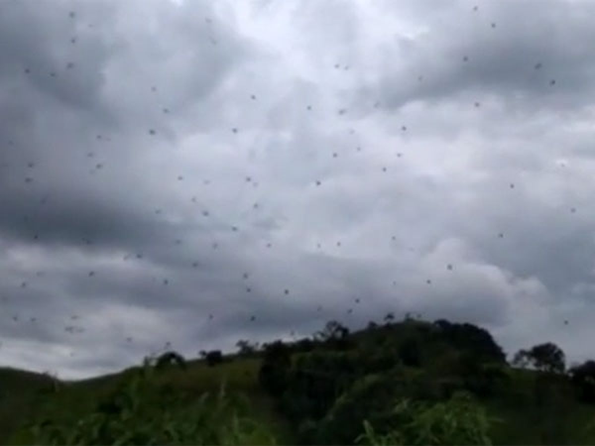 Video: Brazil residents shocked to see spiders ‘flying’ around ...