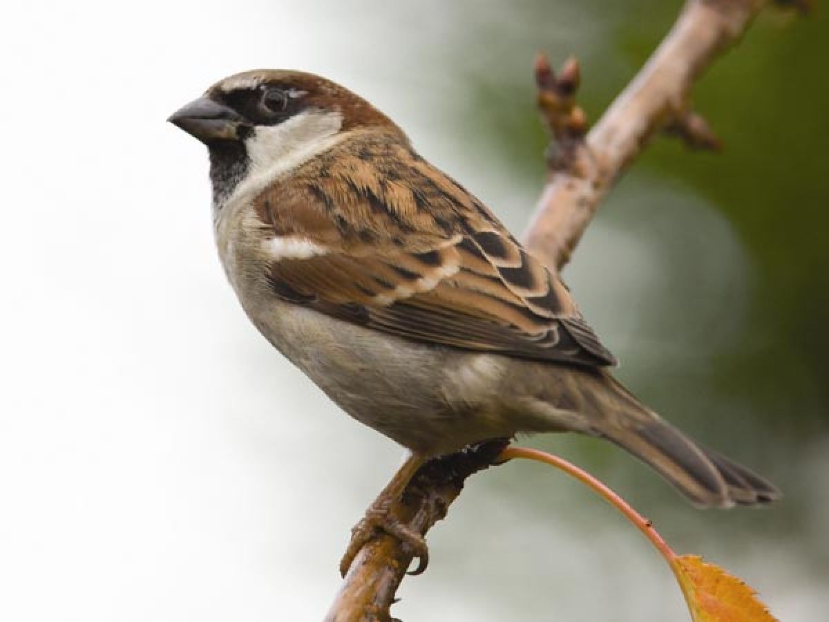 World Sparrow Day 2019: Say, ' I LOVE Sparrows' - Oneindia News