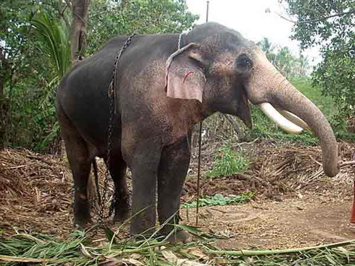 Celebrity elephant Ramachandran fit for Thrissur Pooram festival ...