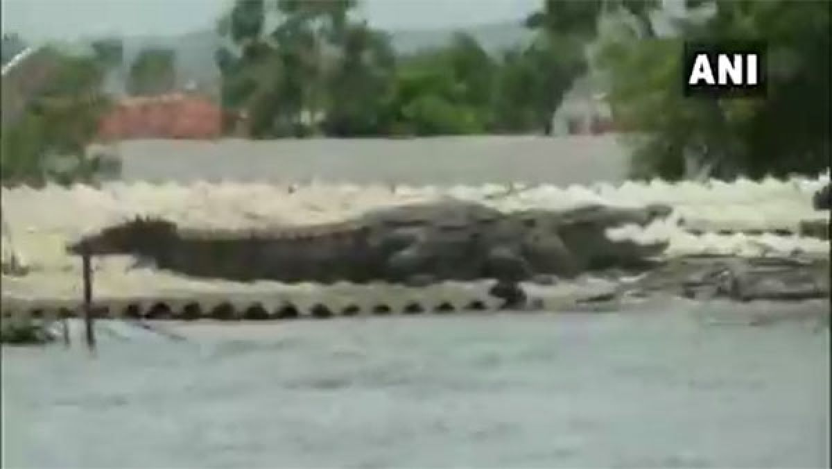 K’taka floods: Crocodile lands on roof of a house, video goes viral ...