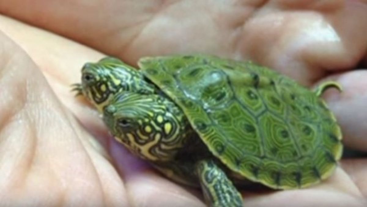 These twin headed turtles are truly adorable - Oneindia News