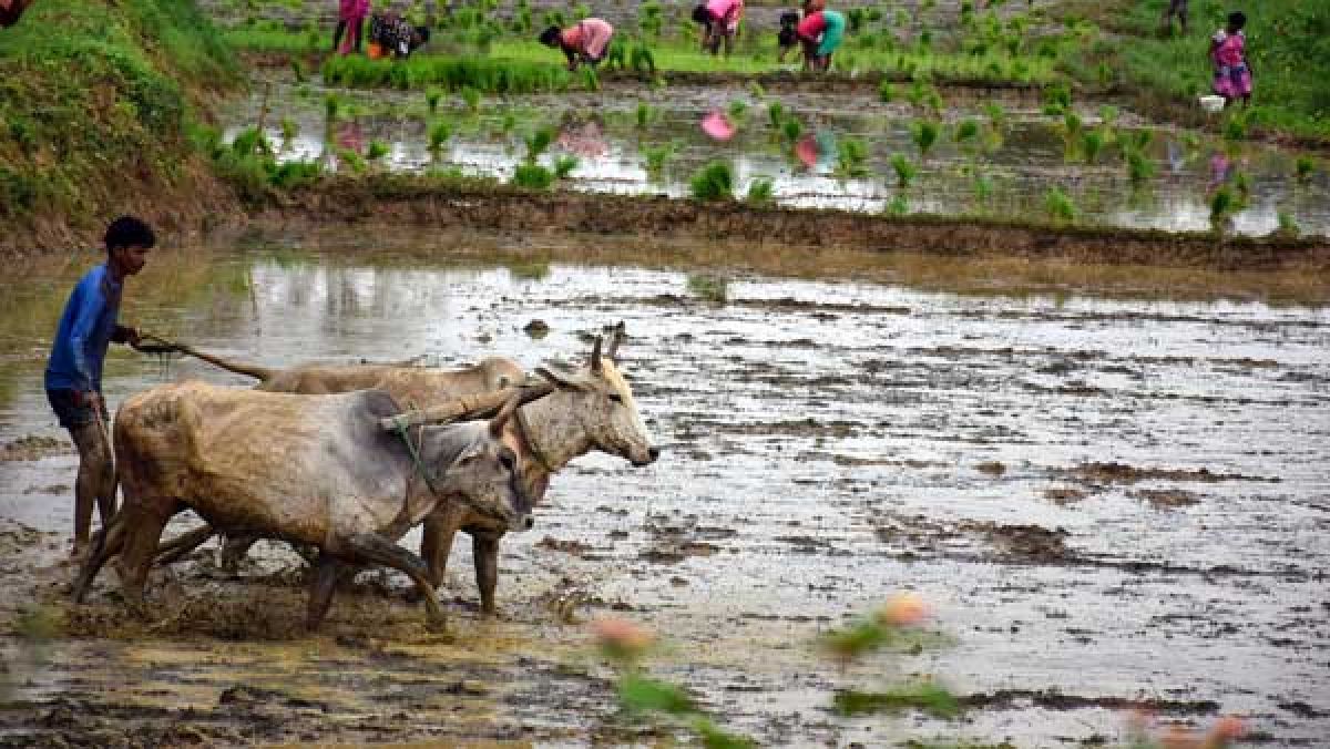 Maha farmer sues traders under new farm law, gets dues above 2 lakh ...