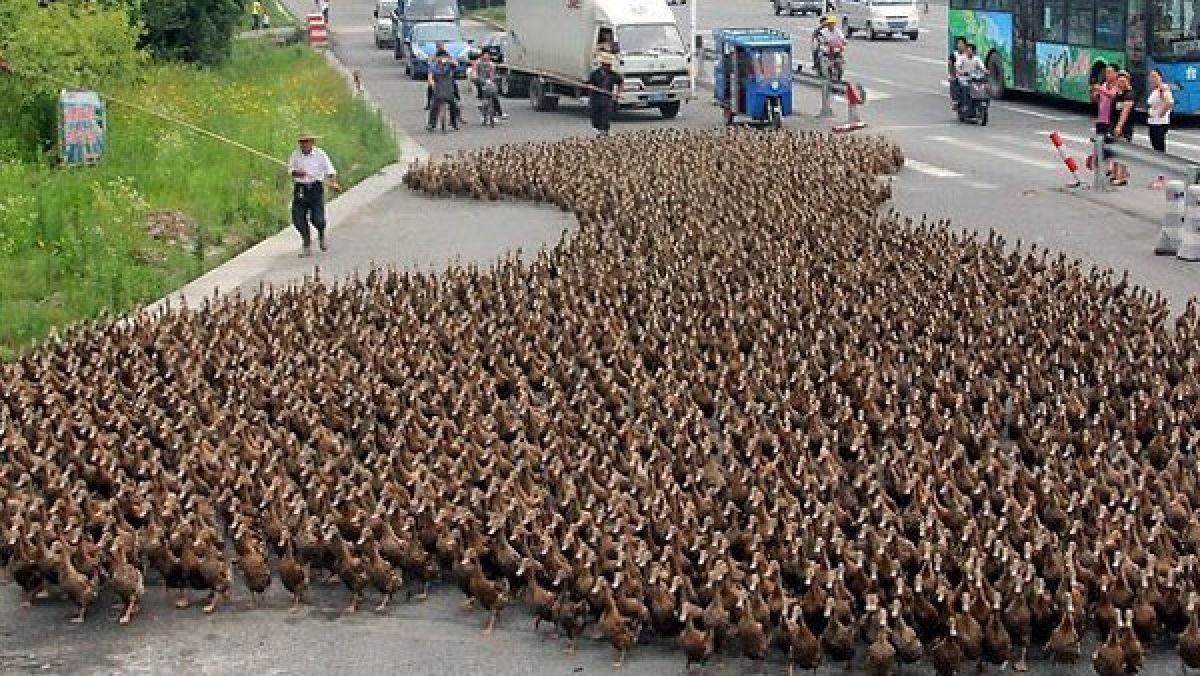 100,000 'duck army' of China to fight locust swarms in Pakistan ...
