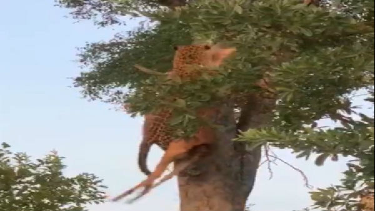 Effortless: Video of leopard climbing tree with prey leaves netizens ...