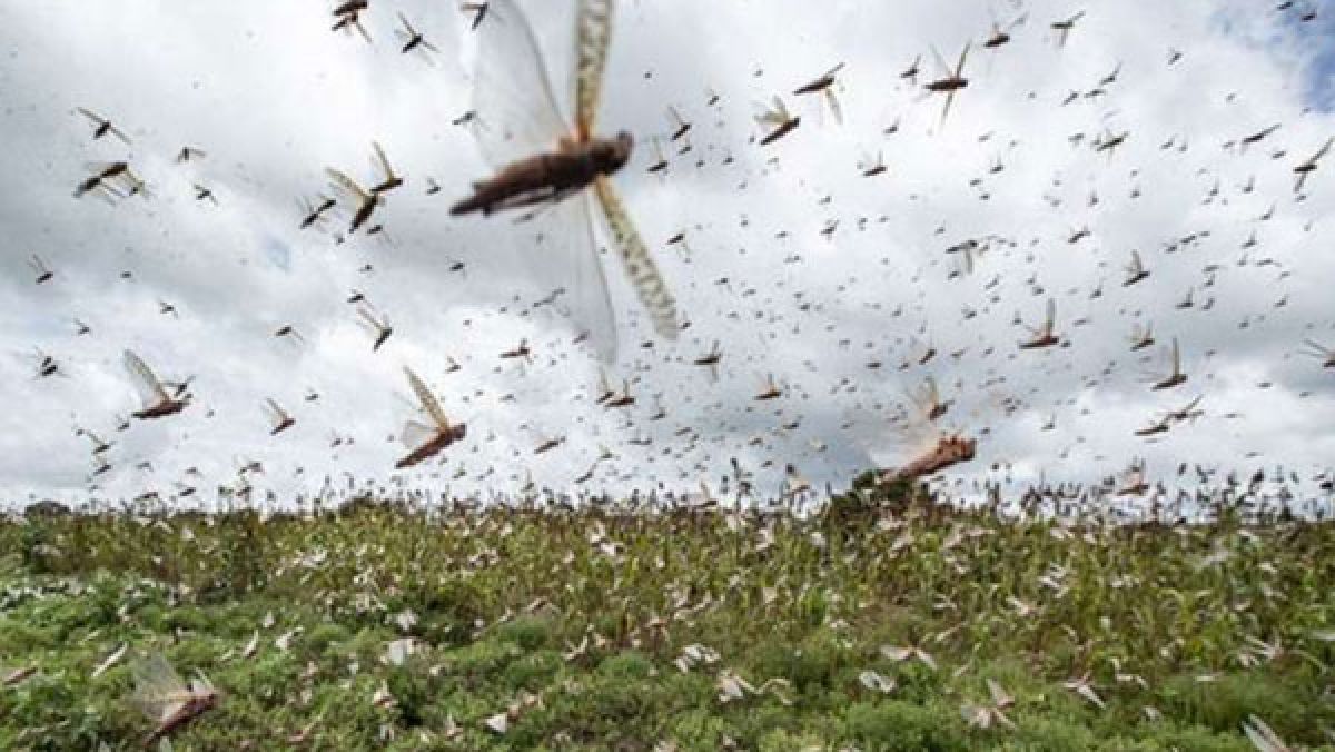 Navy helicopter to be used to tackle new locust attack in Rajasthan ...